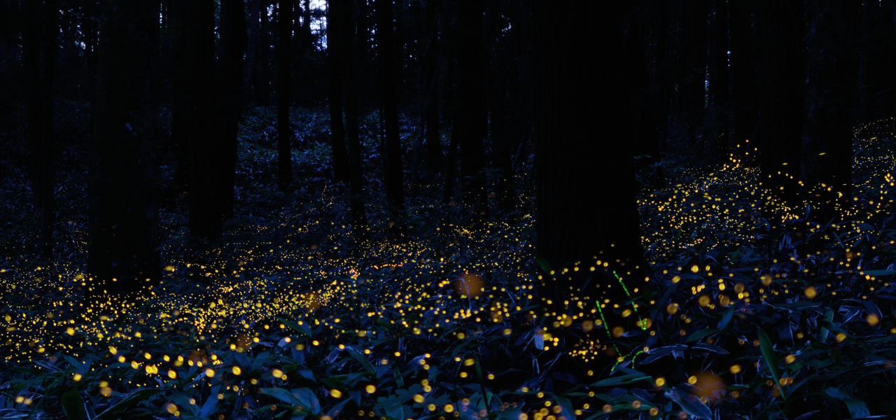 Bioluminiscencia de las luciérnagas: Descubre por qué brillan estos ...