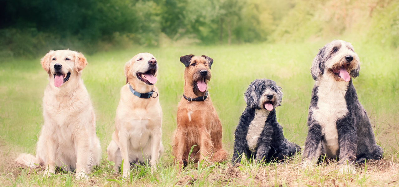 ¿Cuántas palabras pueden entender los perros? | Afecto Animal