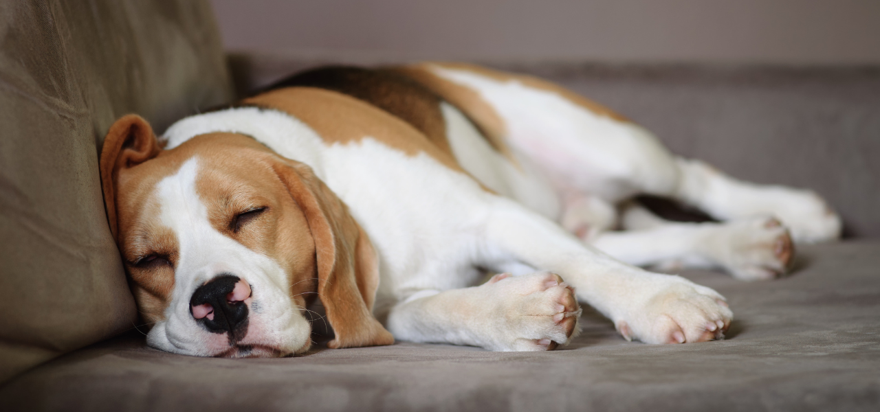 Curiosidades sobre el sueño de los perros | Afecto Animal