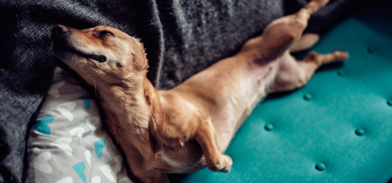Curiosidades sobre el sueño de los perros | Afecto Animal