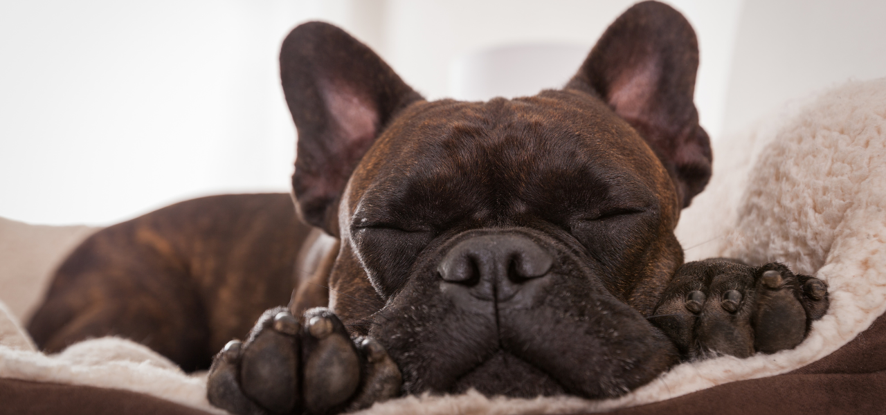 Curiosidades sobre el sueño de los perros | Afecto Animal