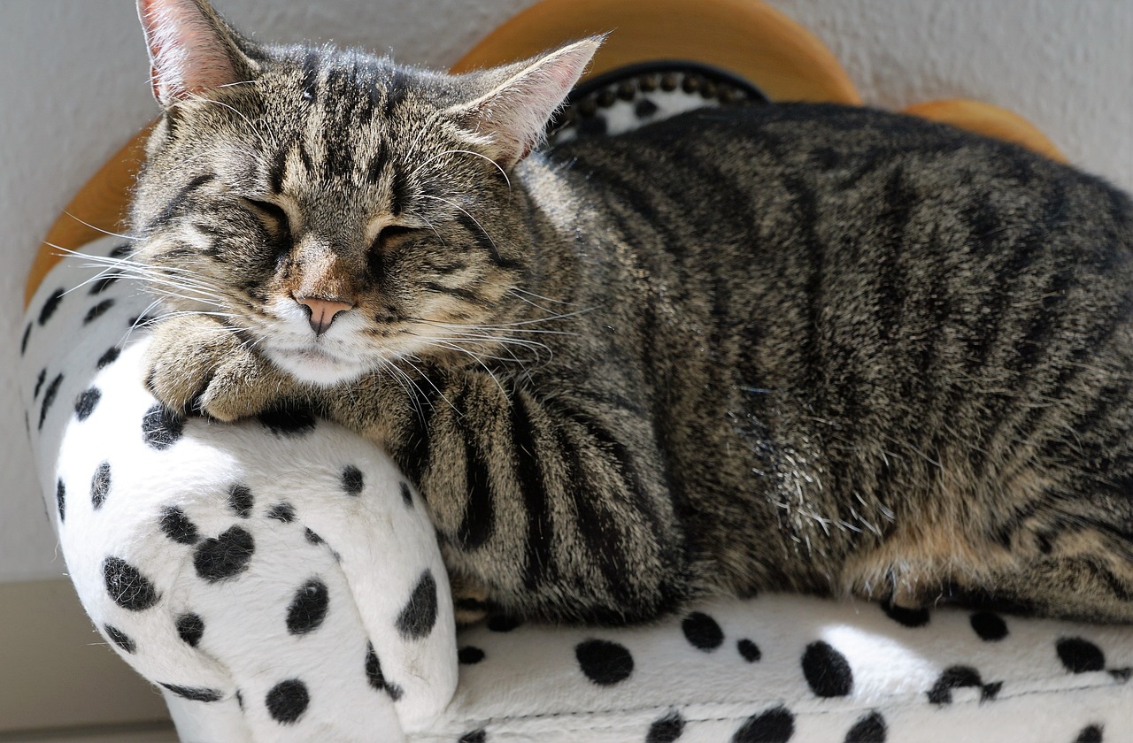 Las 5 libertades del bienestar animal | Afecto Animal