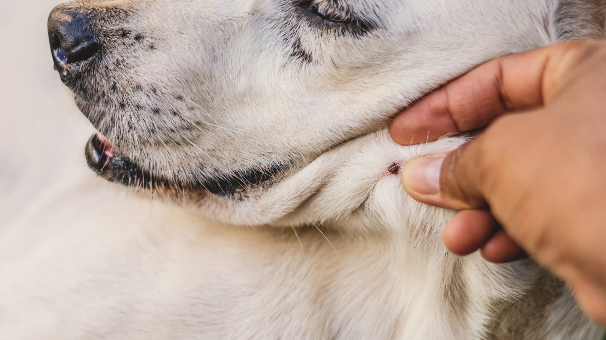 Los Mejores Remedios Caseros para Quitar las Garrapatas de los Perros ...