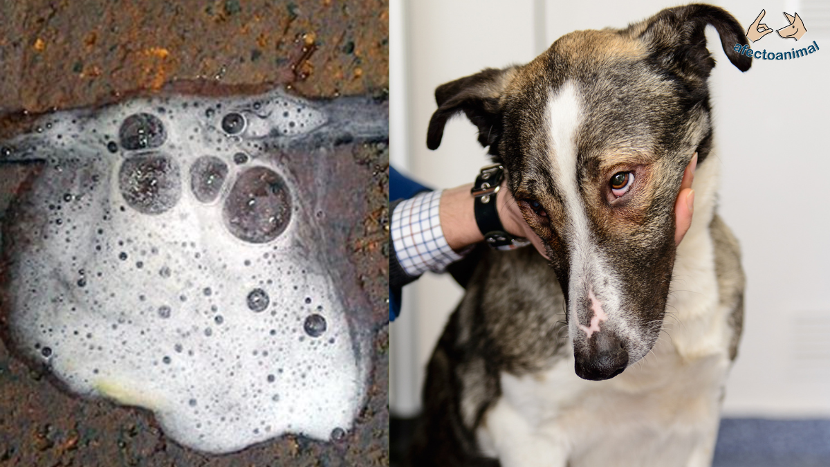 Averigua por qué tu Perro Vomita Espuma Blanca 😱 😱 😱